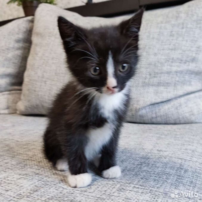 Котик, мальчик, 1,5 мес. Бесплатно