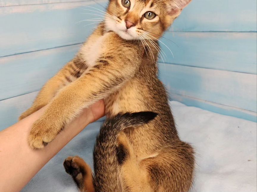 Котята Каракет