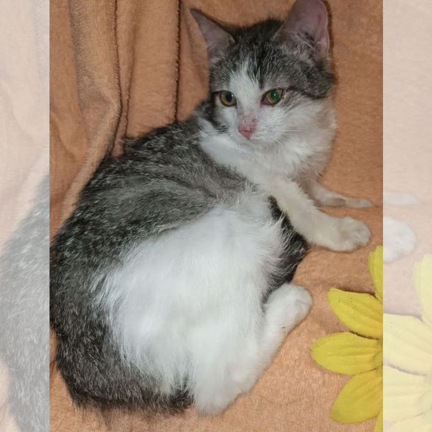 Котёнок в добрые руки