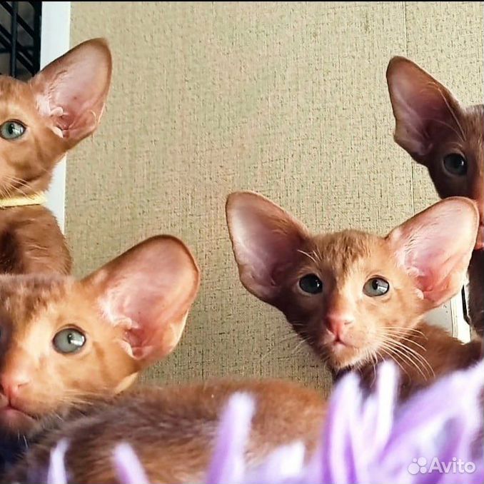 Ориентальные котята цинамон