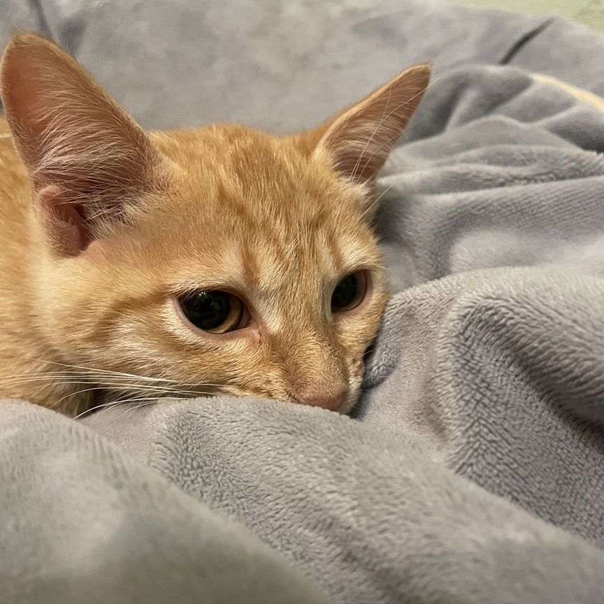 Рыжий котенок в добрые руки