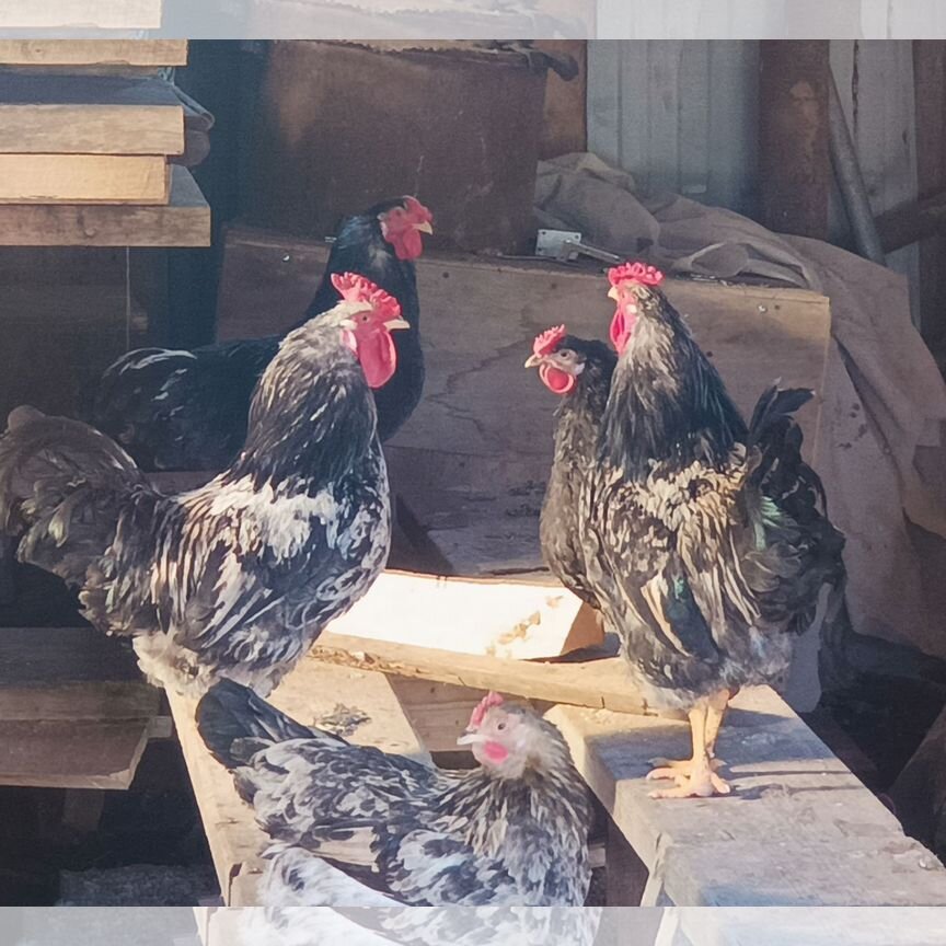 Петух молодой домашний