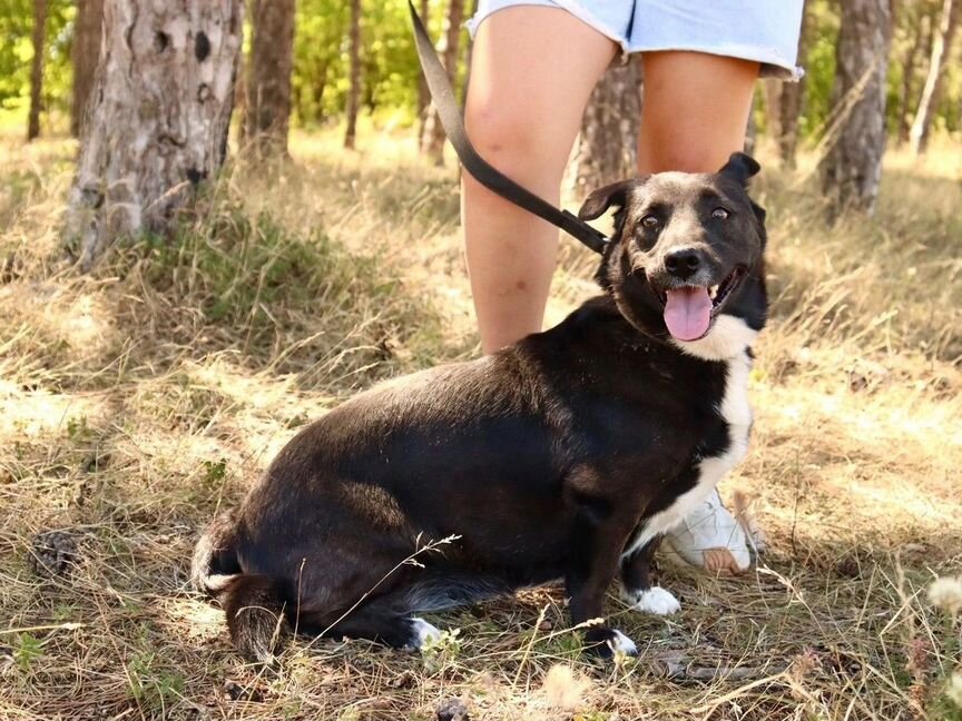 Милая собачка Жужа в добрые руки