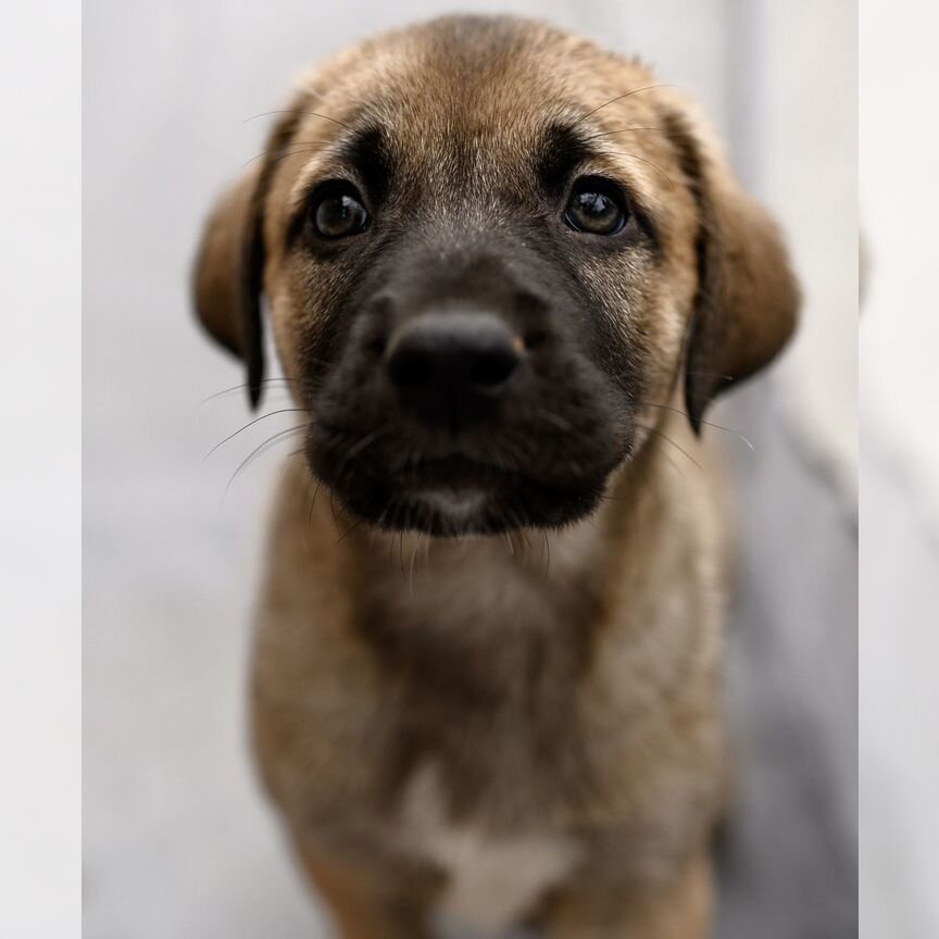 Анатолийская овчарка, щенок