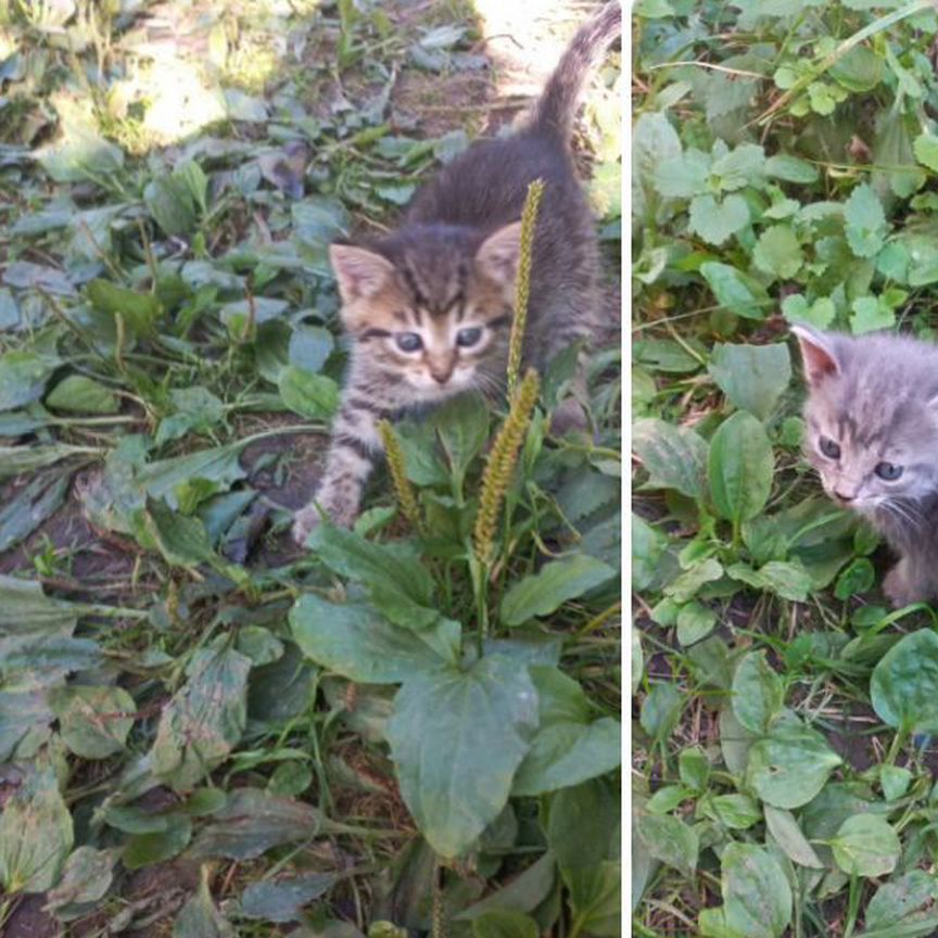 Котята в добрые руки