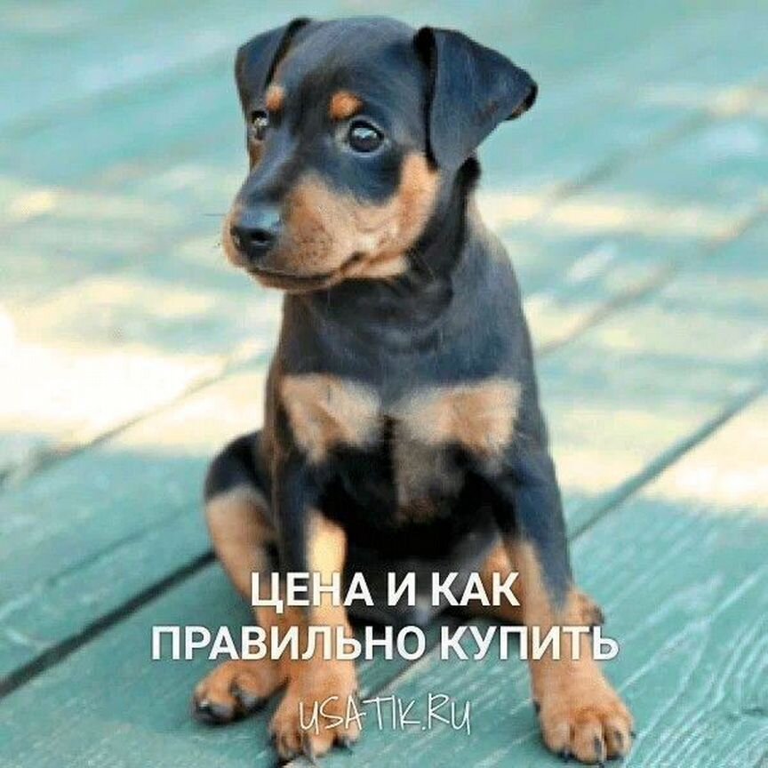 Отдам в очень хорошие руки