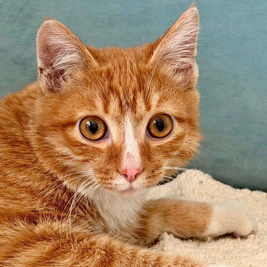 Курильский бобтейл короткошёрстный котёнок