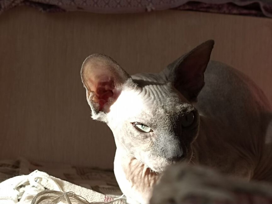 Донской сфинкс