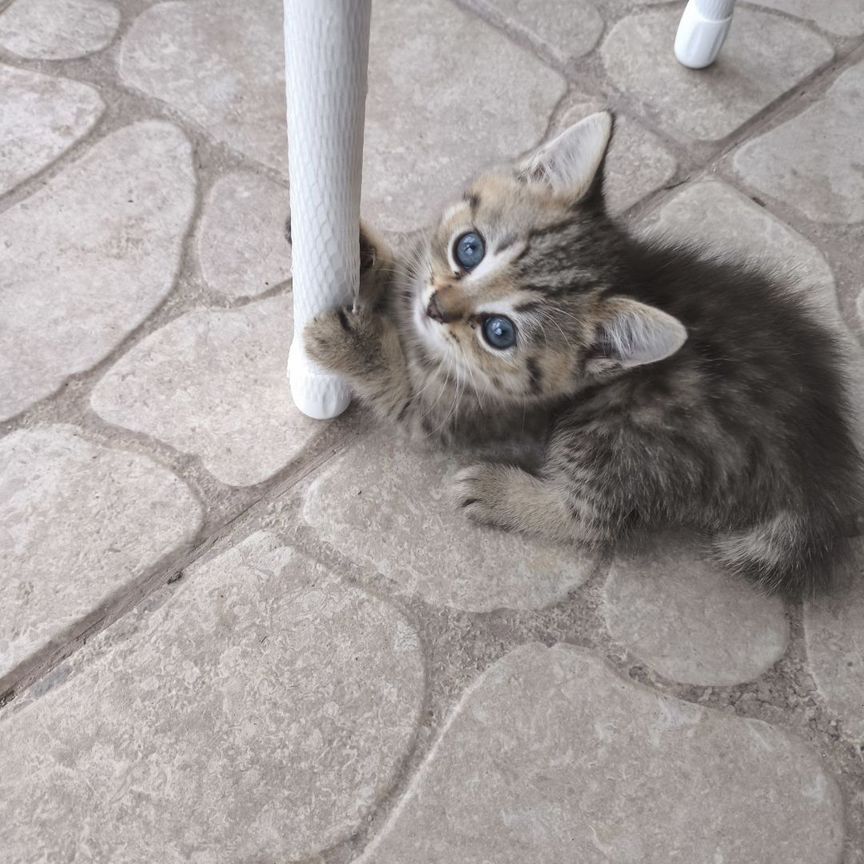 Шотландская