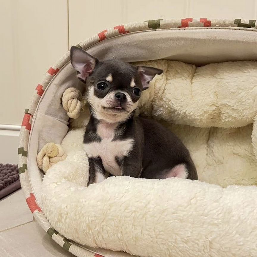 Чихуахуа микро мальчик