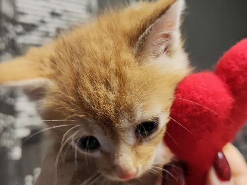 Кошка котёнок мальчик ищет дом