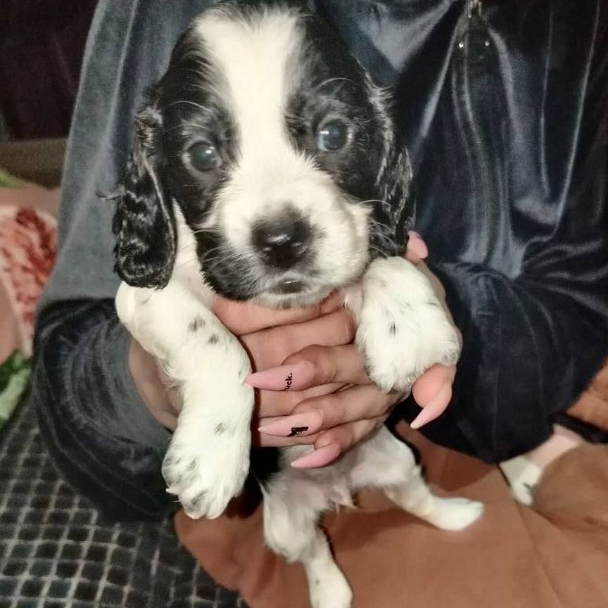 Английский кокер-спаниель, щенок