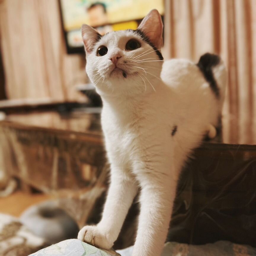 Пенни очень ищет дом