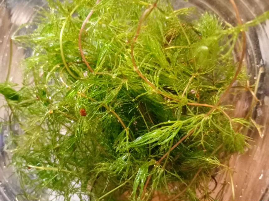 Аквариумные растения