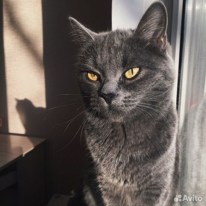 Кошка буся ищет дом