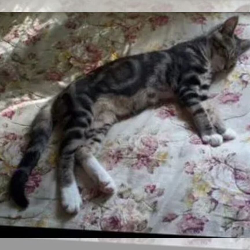 Отдам котенка в добрые руки