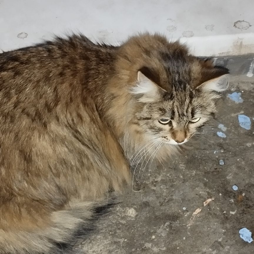 Взрослая, кошка в добрые руки