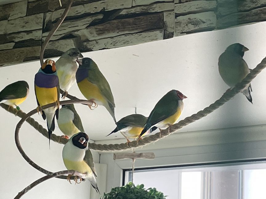 Амадины гульда