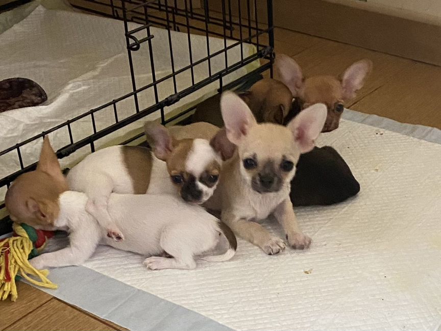 Щенки чихуахуа бусинка