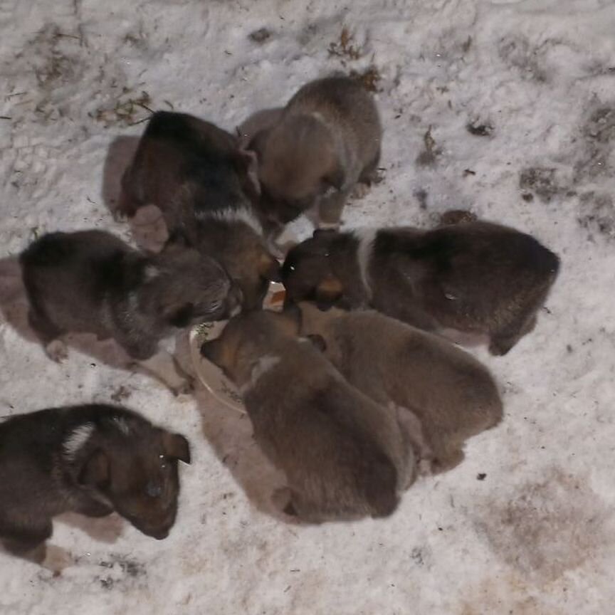 Щенки зсл без документов