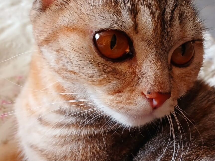 Британская кошечка.2 года. Вязка