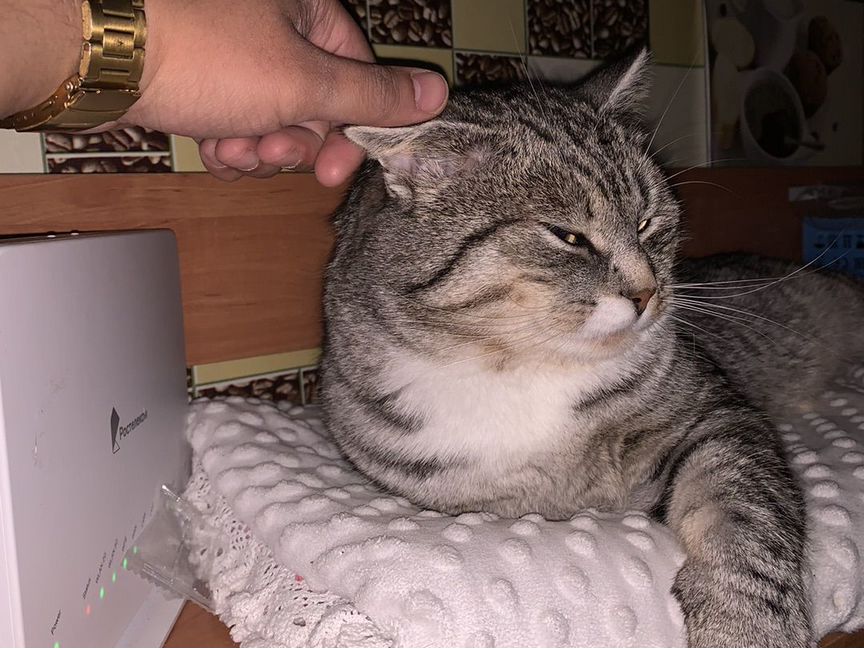 Кот в добрые руки