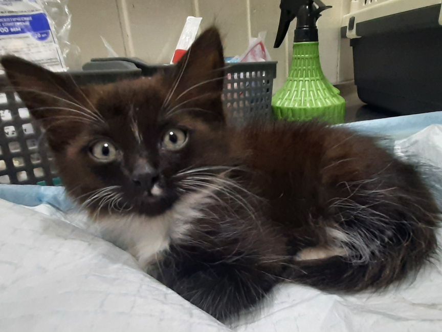 Веселые котята 2