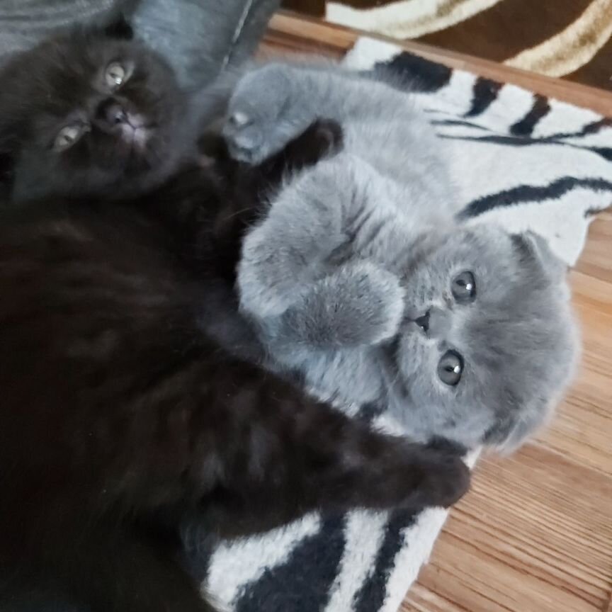 Вислоухие котята