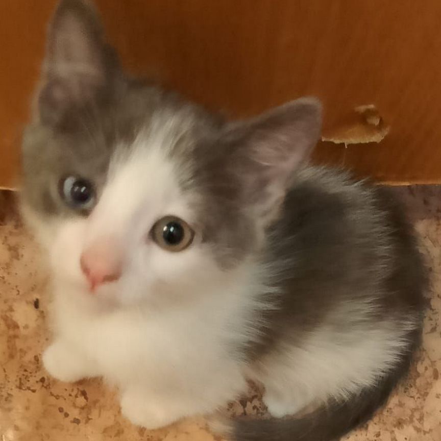 Безпородная