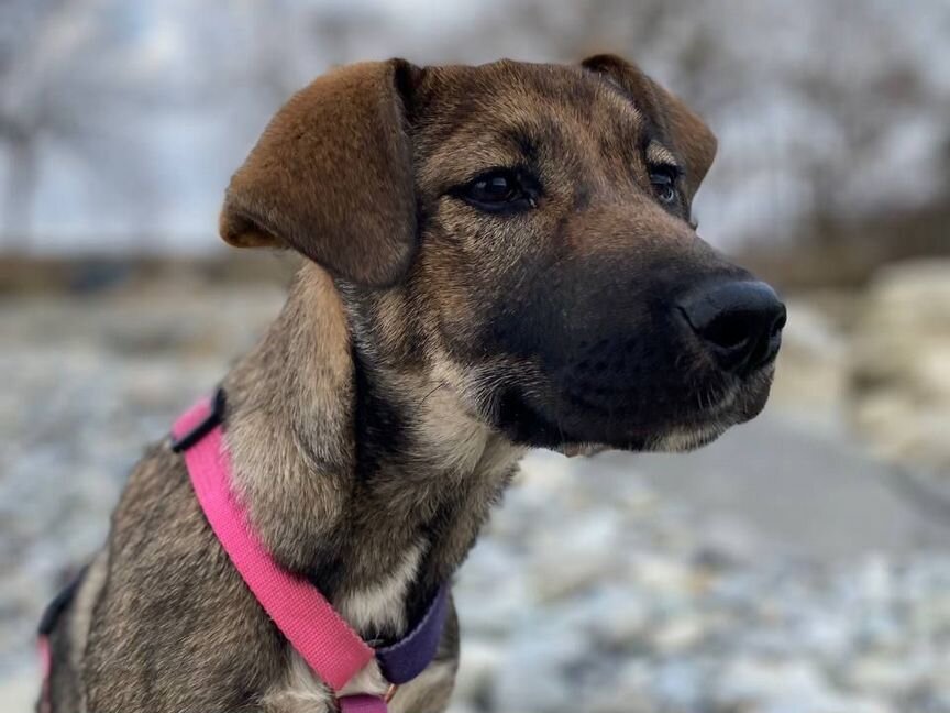 Милый ангелочек Хейли щенок в добрые руки