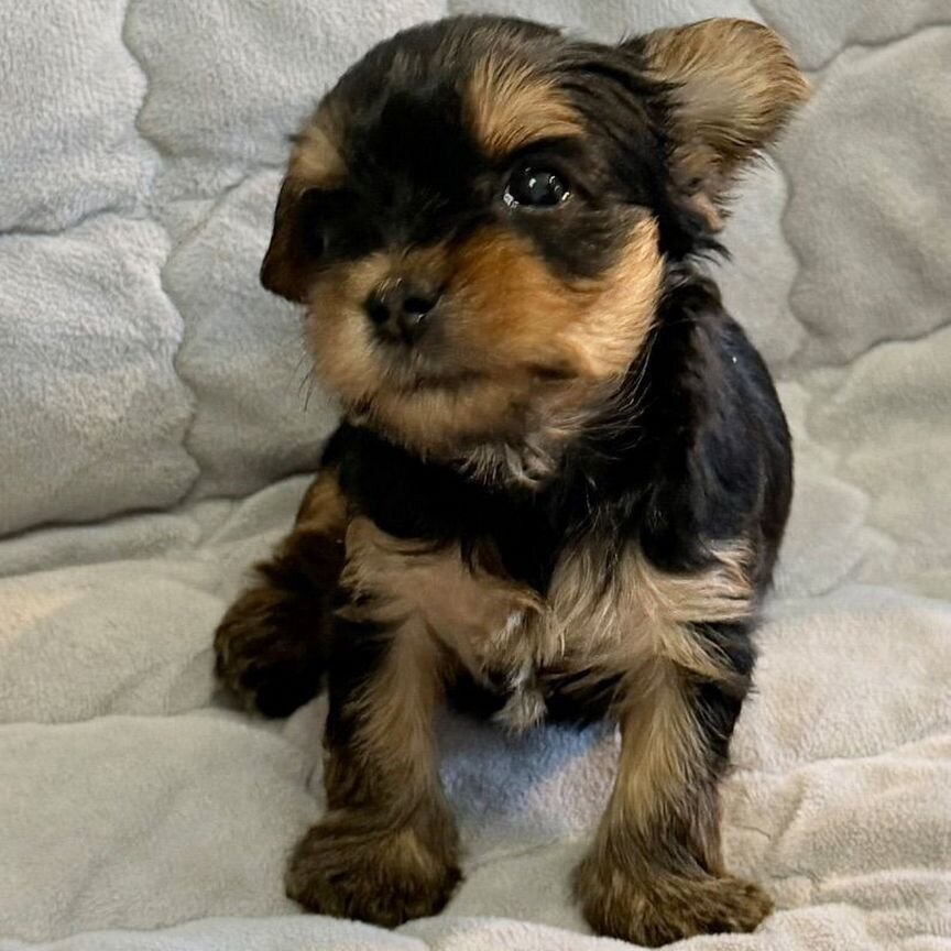 Йоркширский терьер, щенок