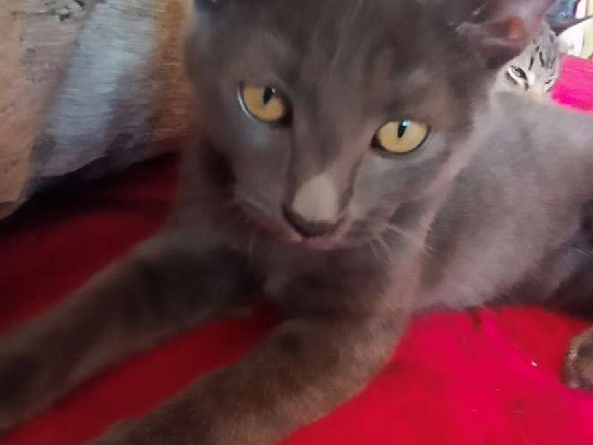 Котики мальчики