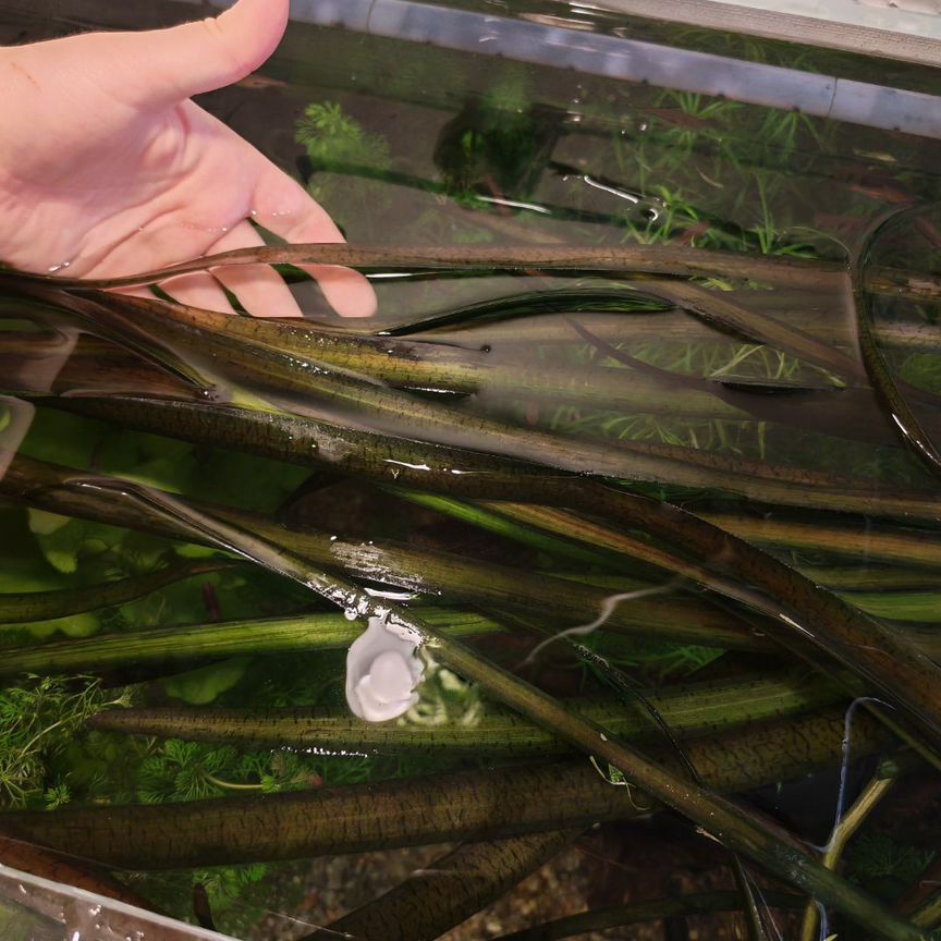 Валлиснерия гигантская