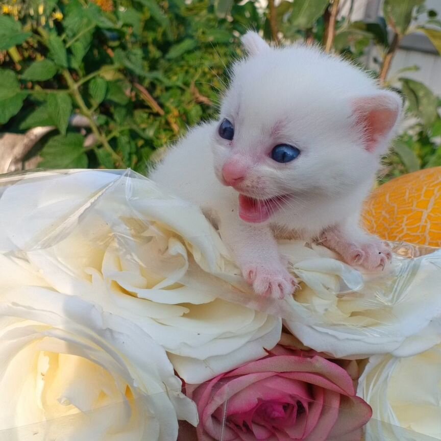 Котята као мани