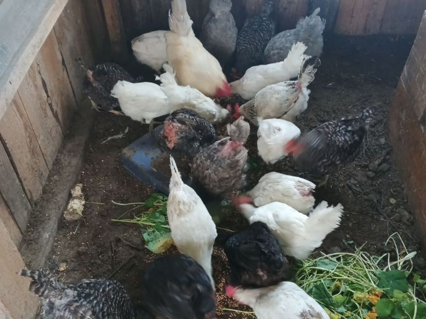 Куры несушки доминант и супер ник