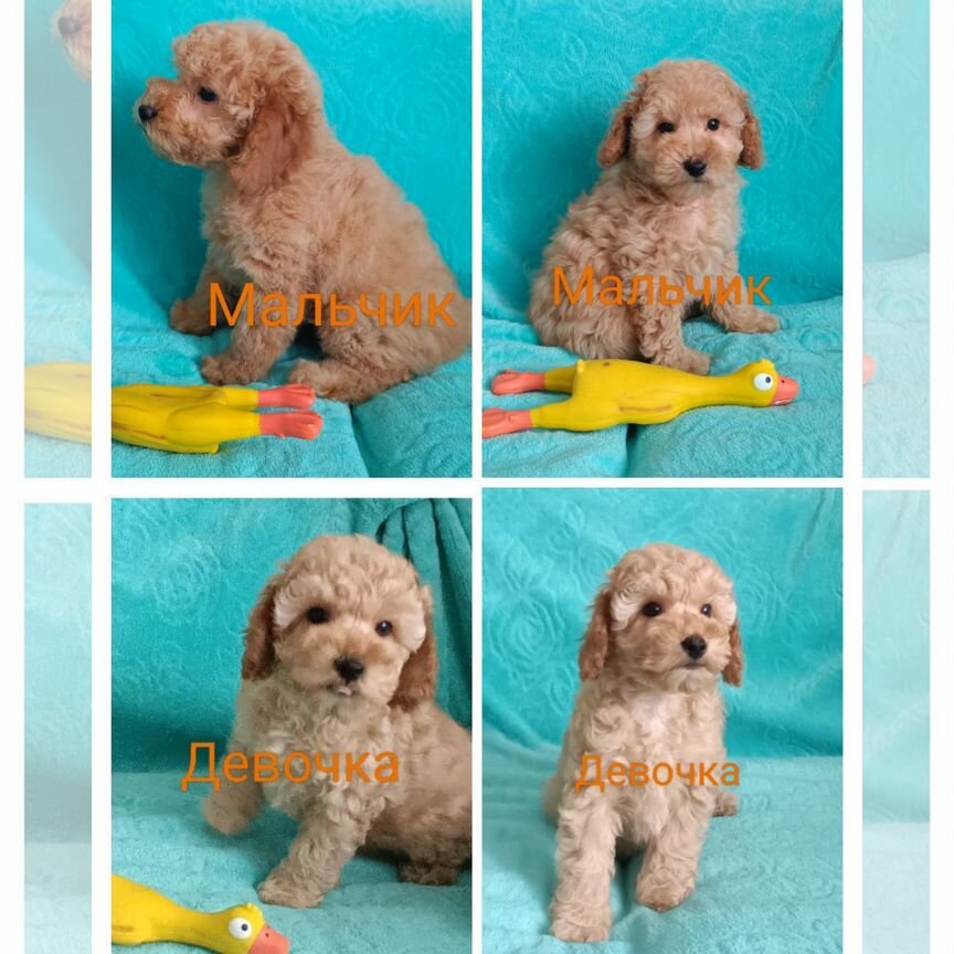 Пудель, щенок