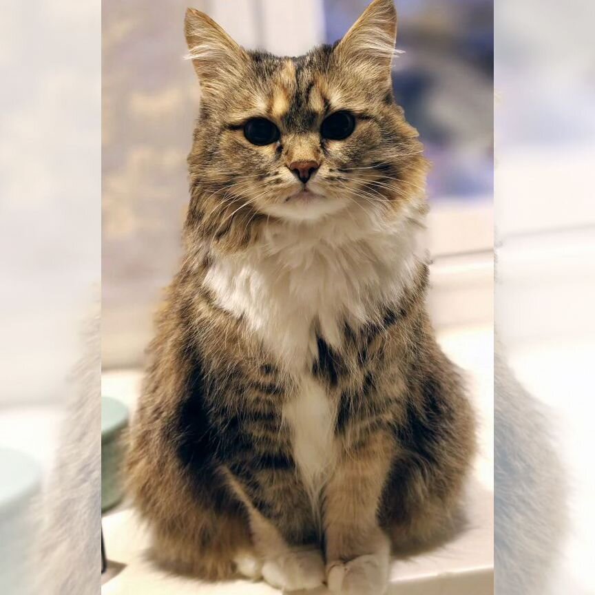 Сибирская, взрослая кошка
