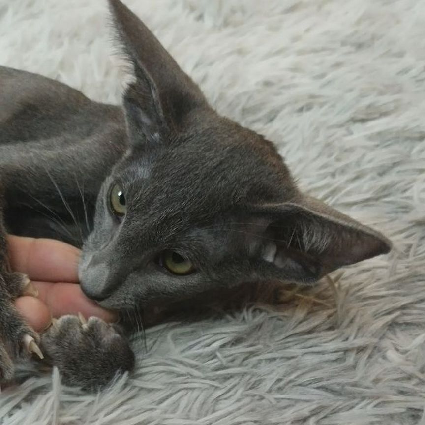 Ориентальный котёнок