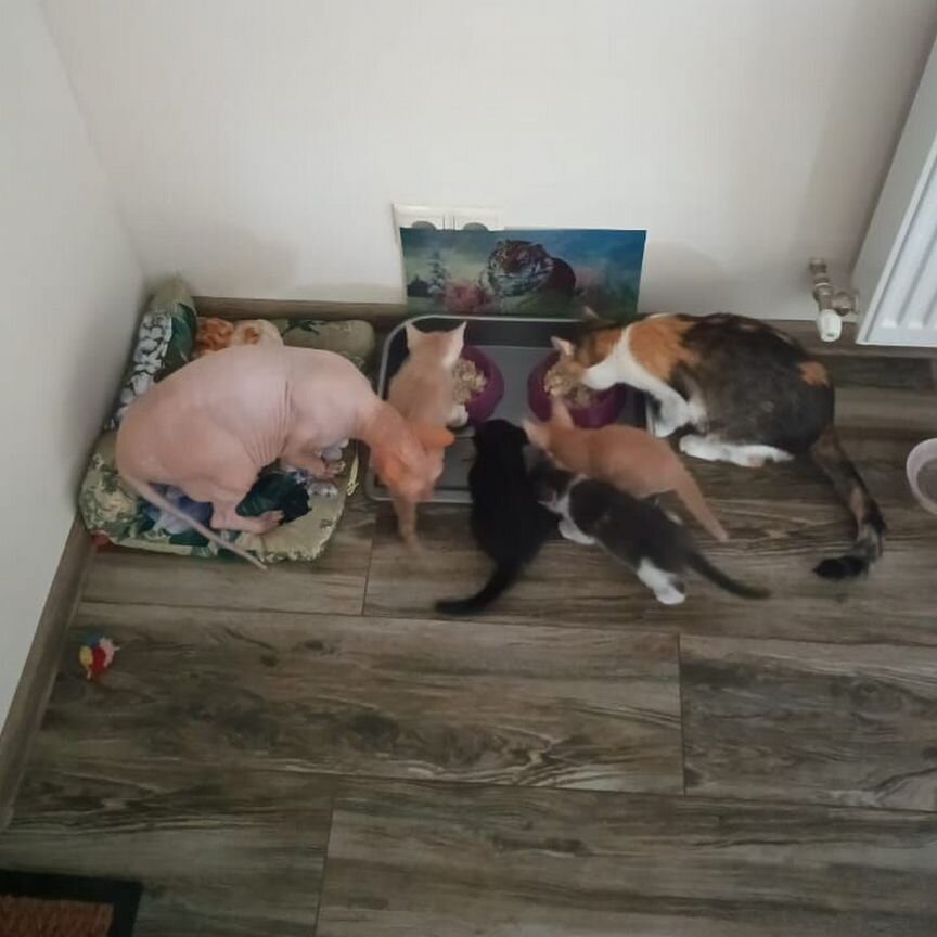 Котята от домашней кошки