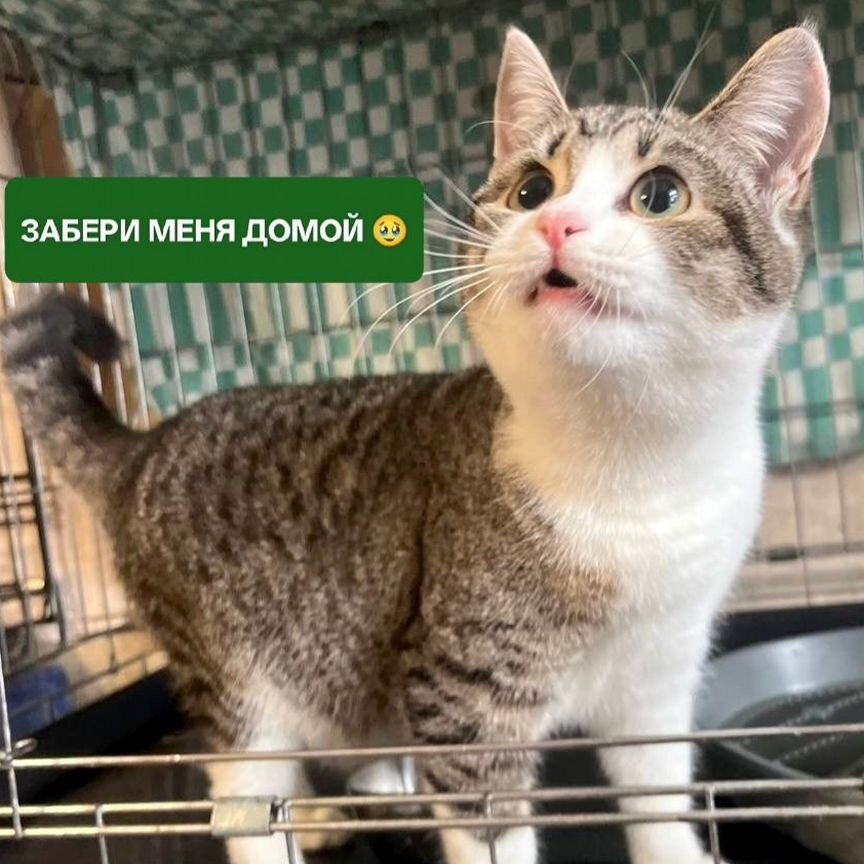 Котёнок в добрые руки