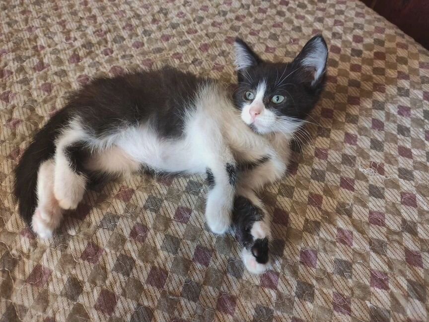 Котёнок Антошик