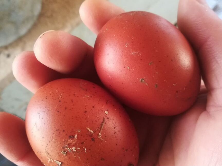 Пасхальное яйцо