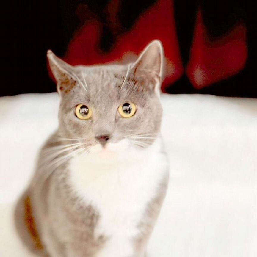 Кошки