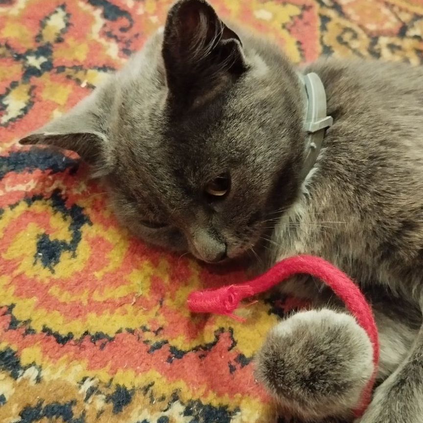 Кошка в добрые руки