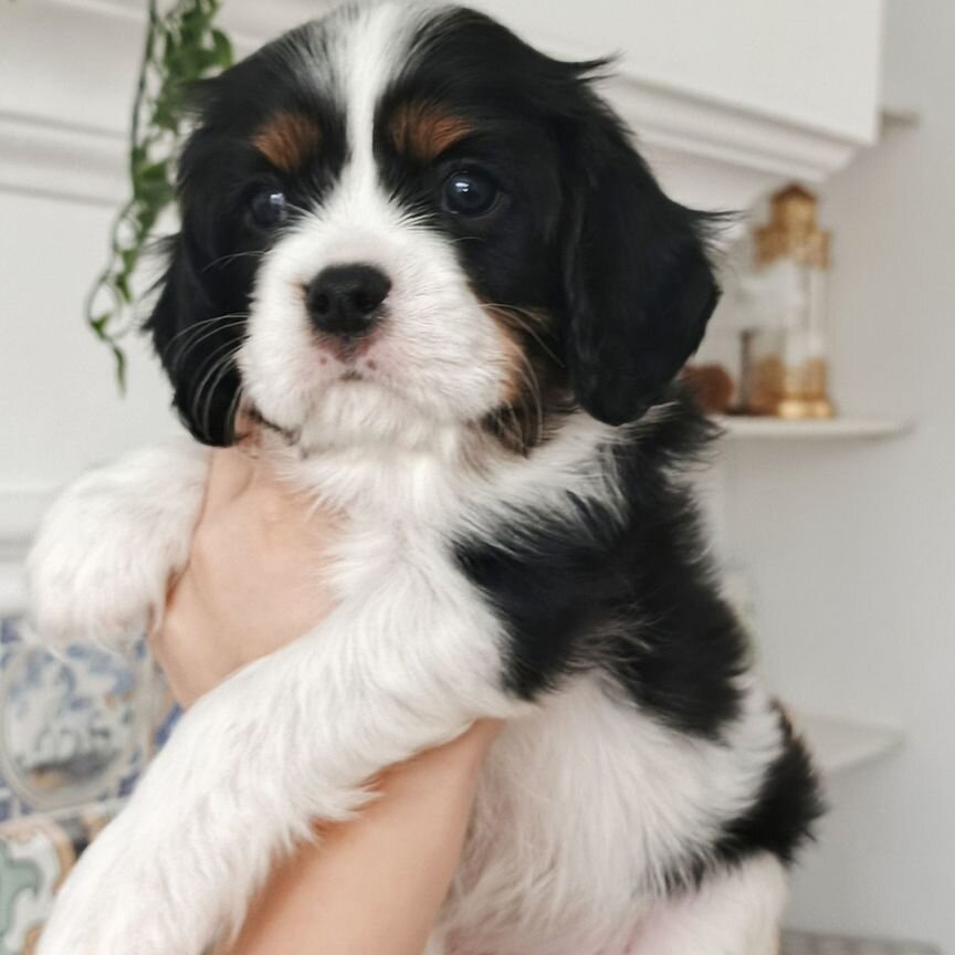 Кавалер кинг-чарльз-спаниель, щенок