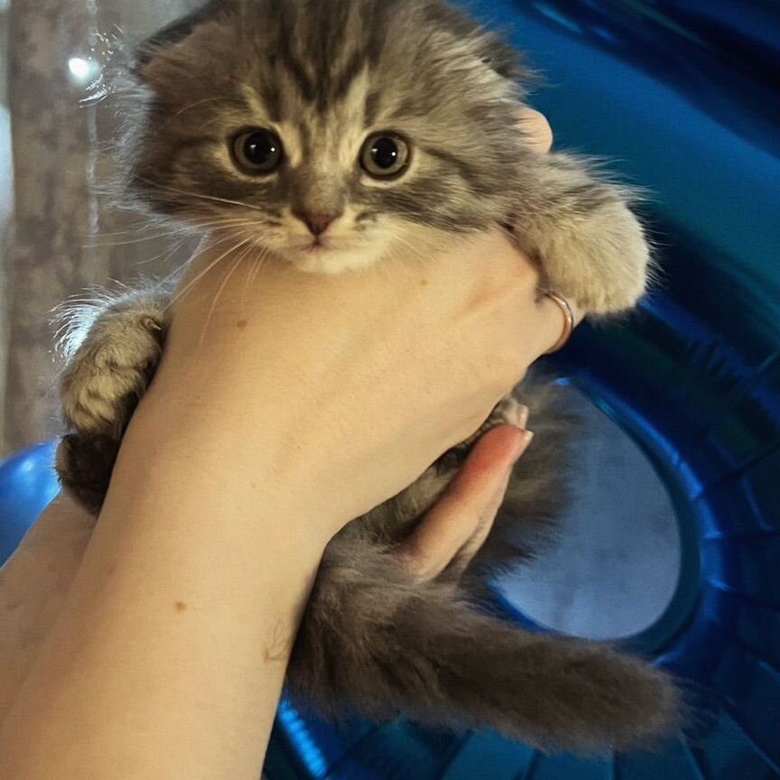 Шотландская вислоухая кошка