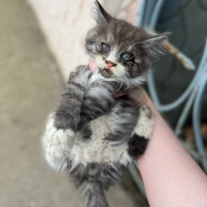 Котёнок в добрые руки