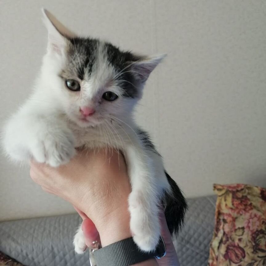 Котенок