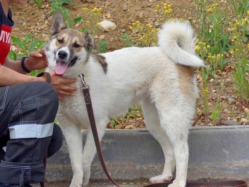 Лайка Белка