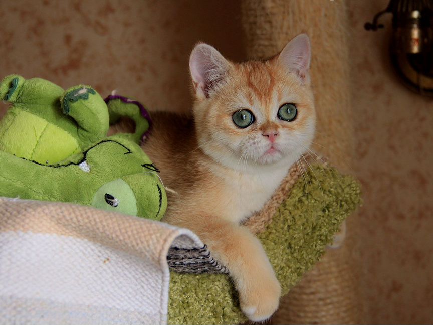 Котик золотистая шиншилла